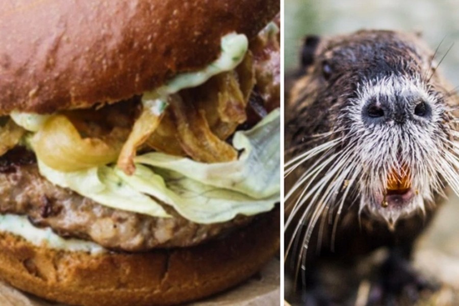 There are all sorts of weird delicacies, but that surpasses them all ...